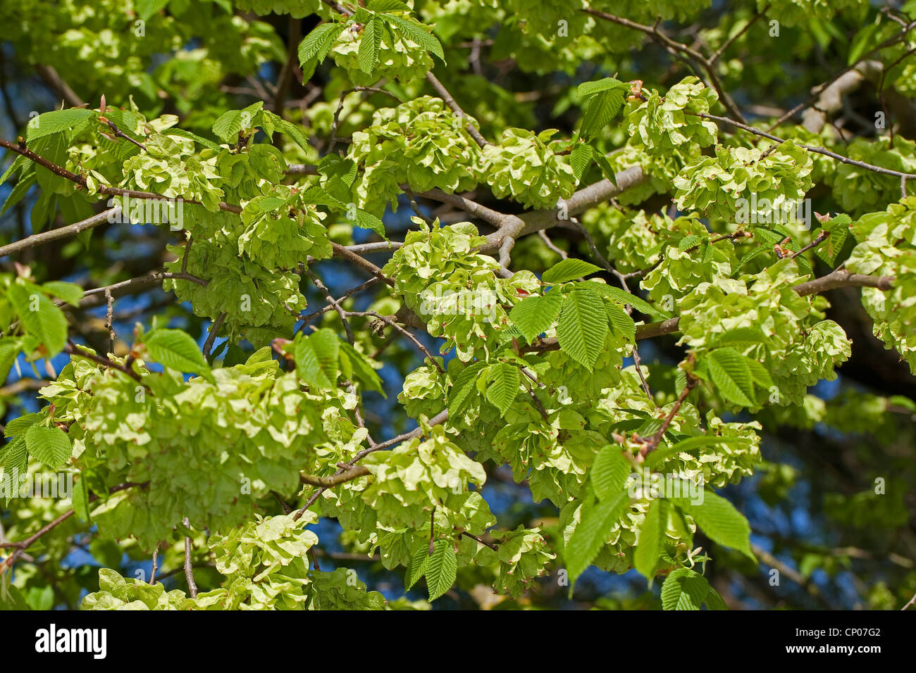 Scotch elm, Wych elm (Ulmus glabra, Ulmus scabra), branch with fruits ...
