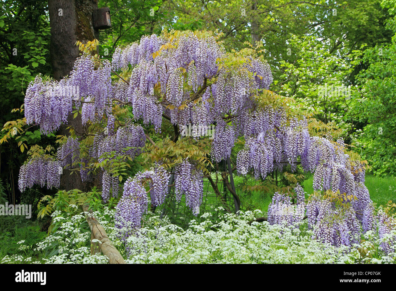 Chinese wisteria (Wisteria sinensis), blooming Stock Photo - Alamy