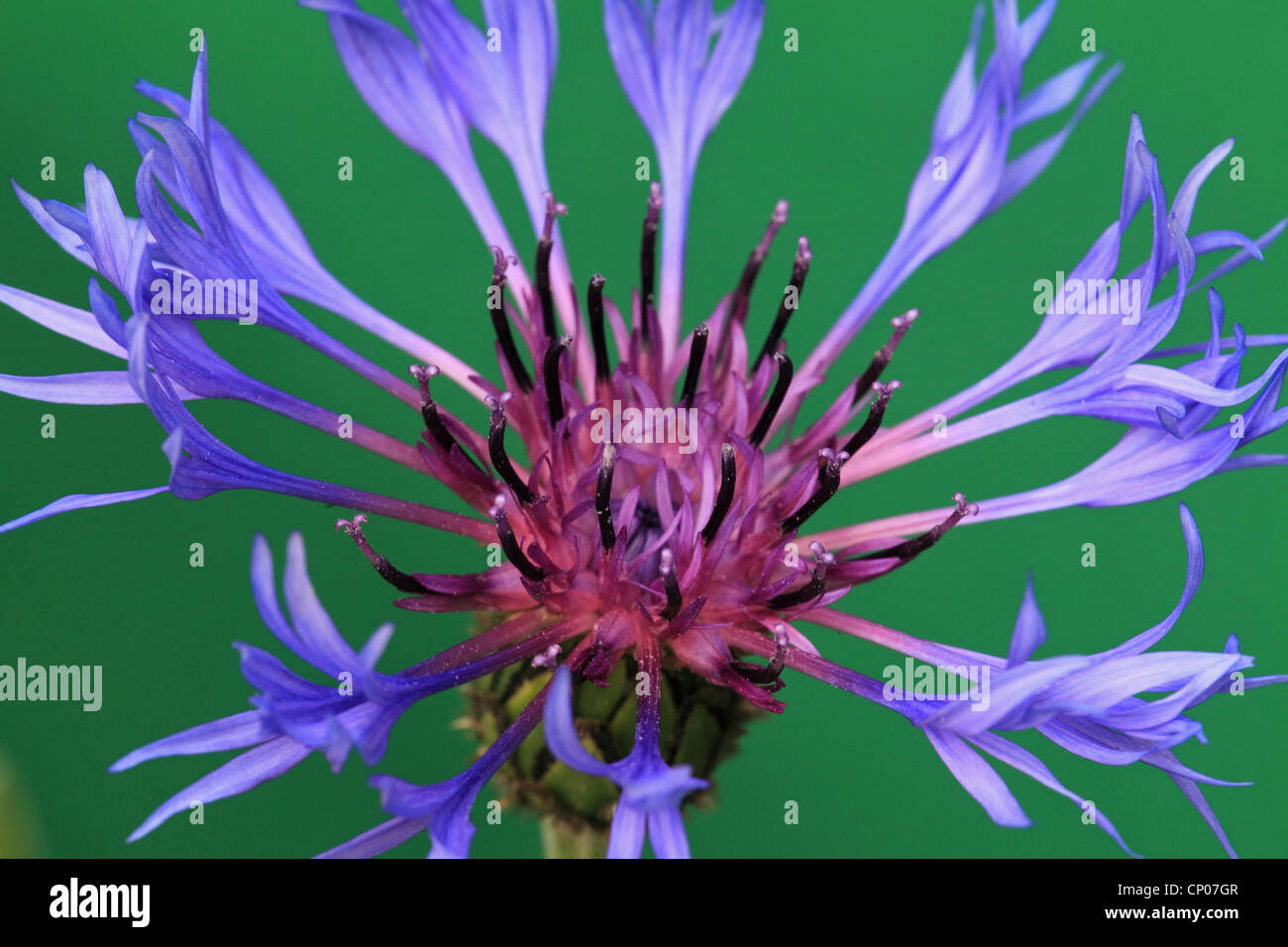 montane star-thistle, perennial cornflower, mountain knapweed ...