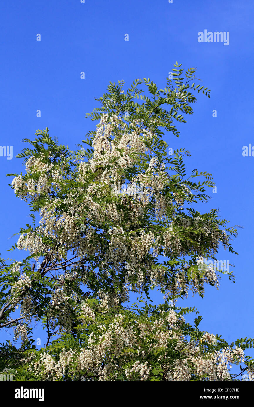 black locust, common locust, robinia (Robinia pseudo-acacia, Robinia ...