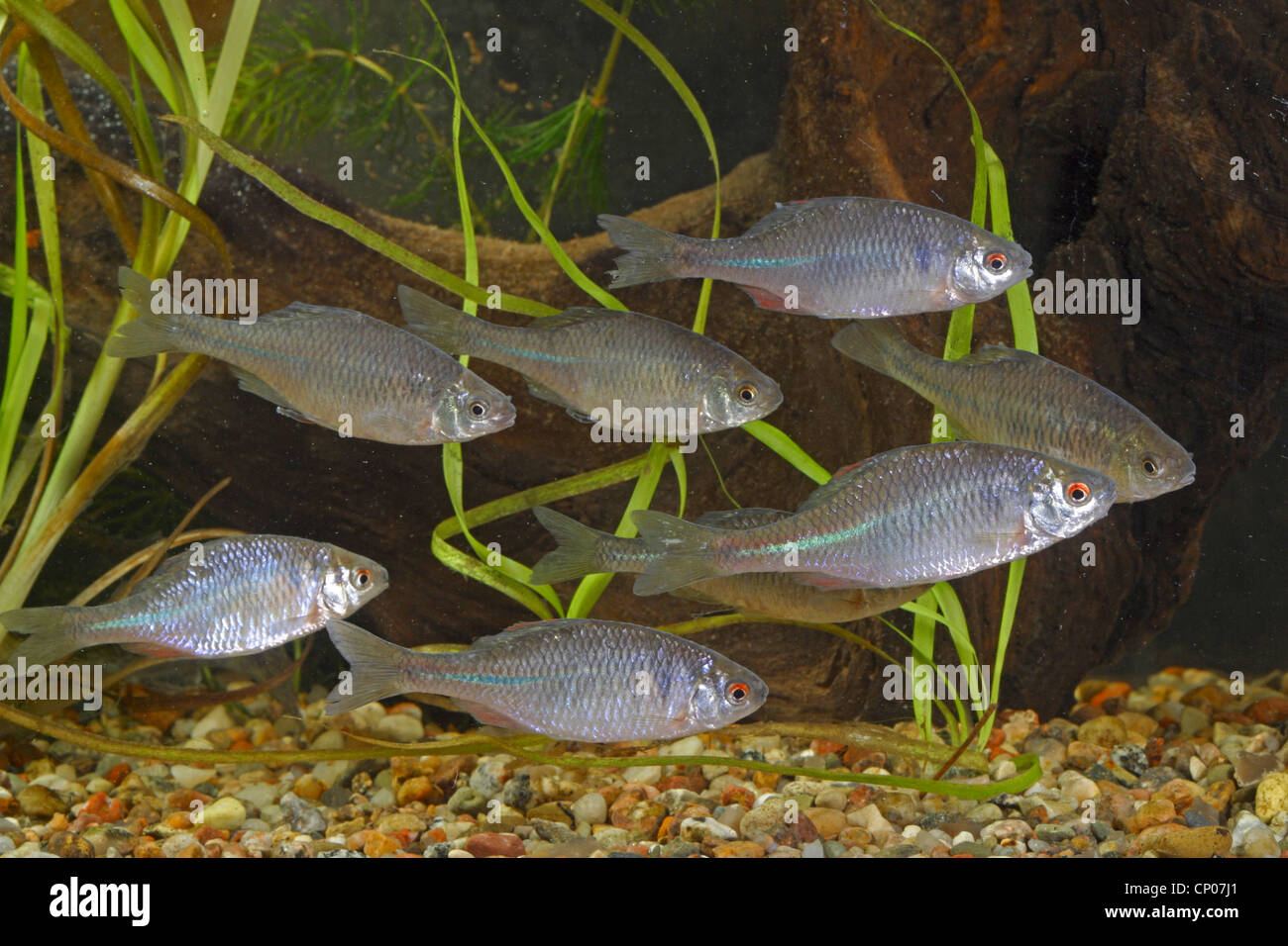 bitterling (Rhodeus amarus, Rhodeus sericeus, Rhodeus sericeus amarus ...