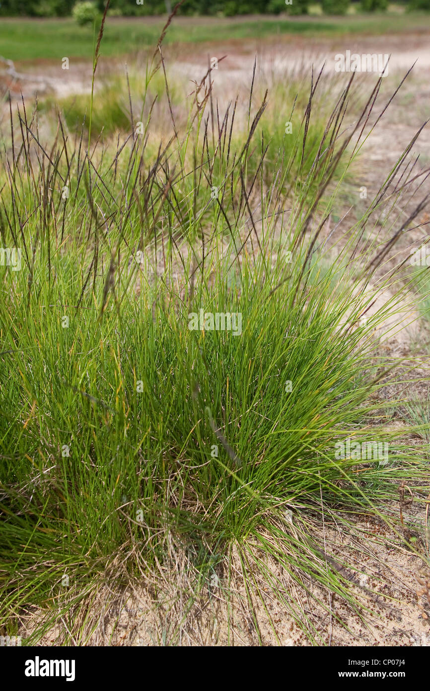 Nardus stricta hi-res stock photography and images - Alamy