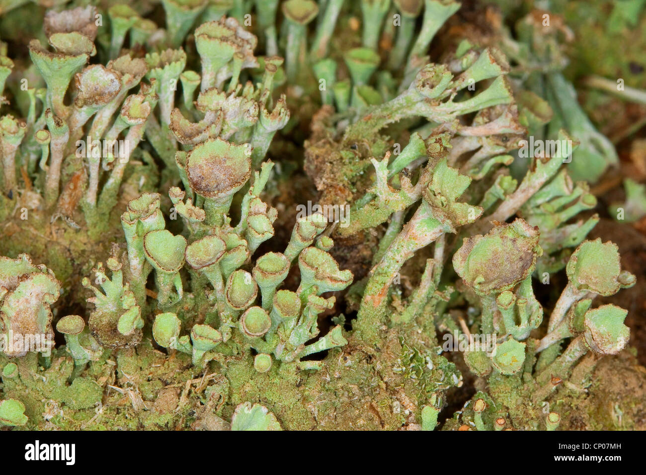Pyxidata hi-res stock photography and images - Alamy