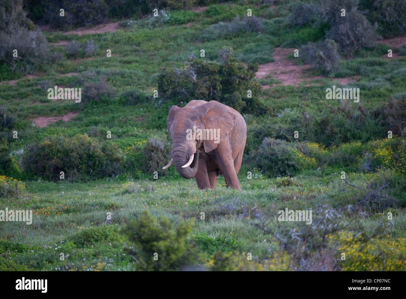 Bull elephants addo elephant hi-res stock photography and images - Alamy