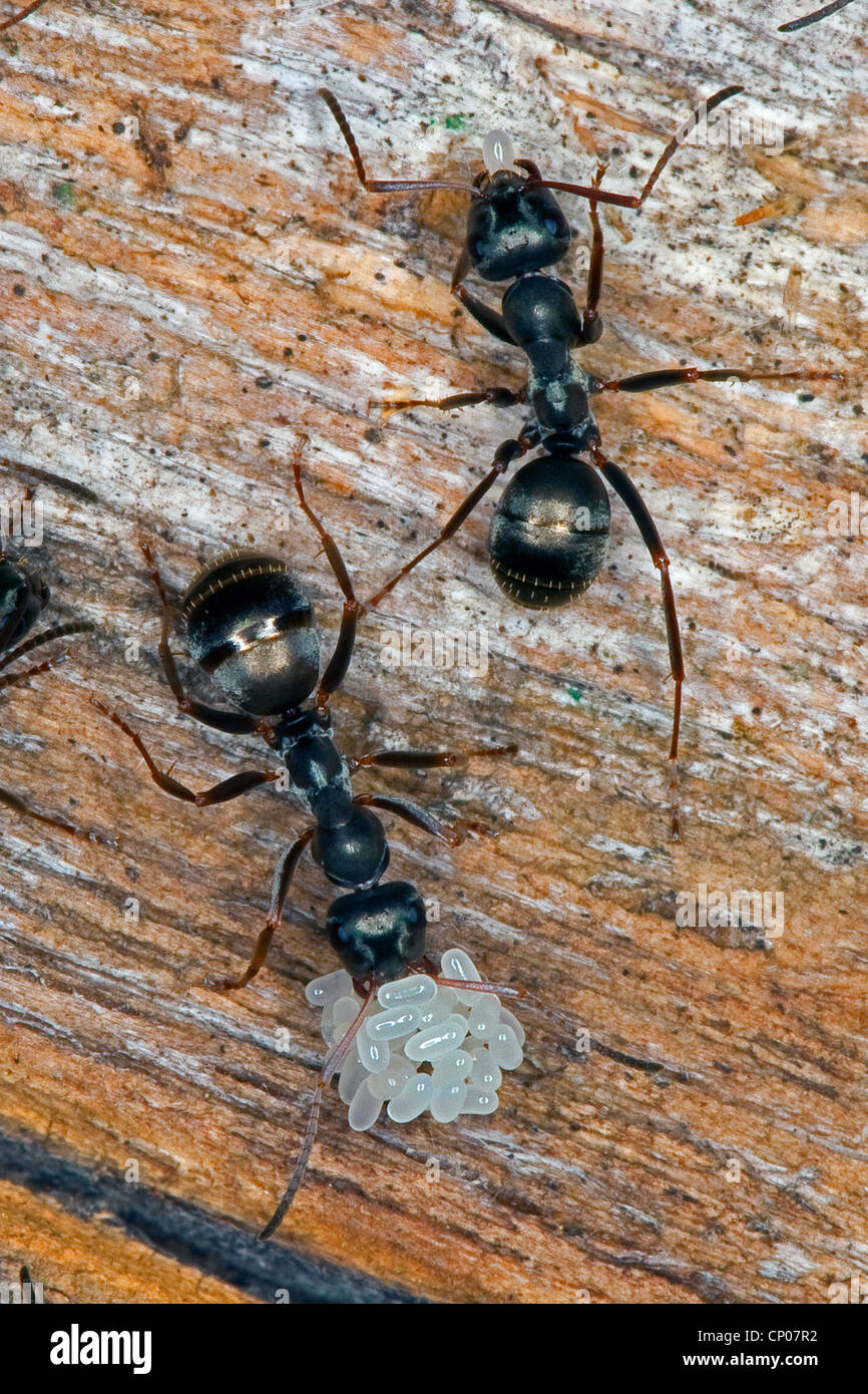 negro ant (Formica fusca), transporting eggs, Germany Stock Photo - Alamy