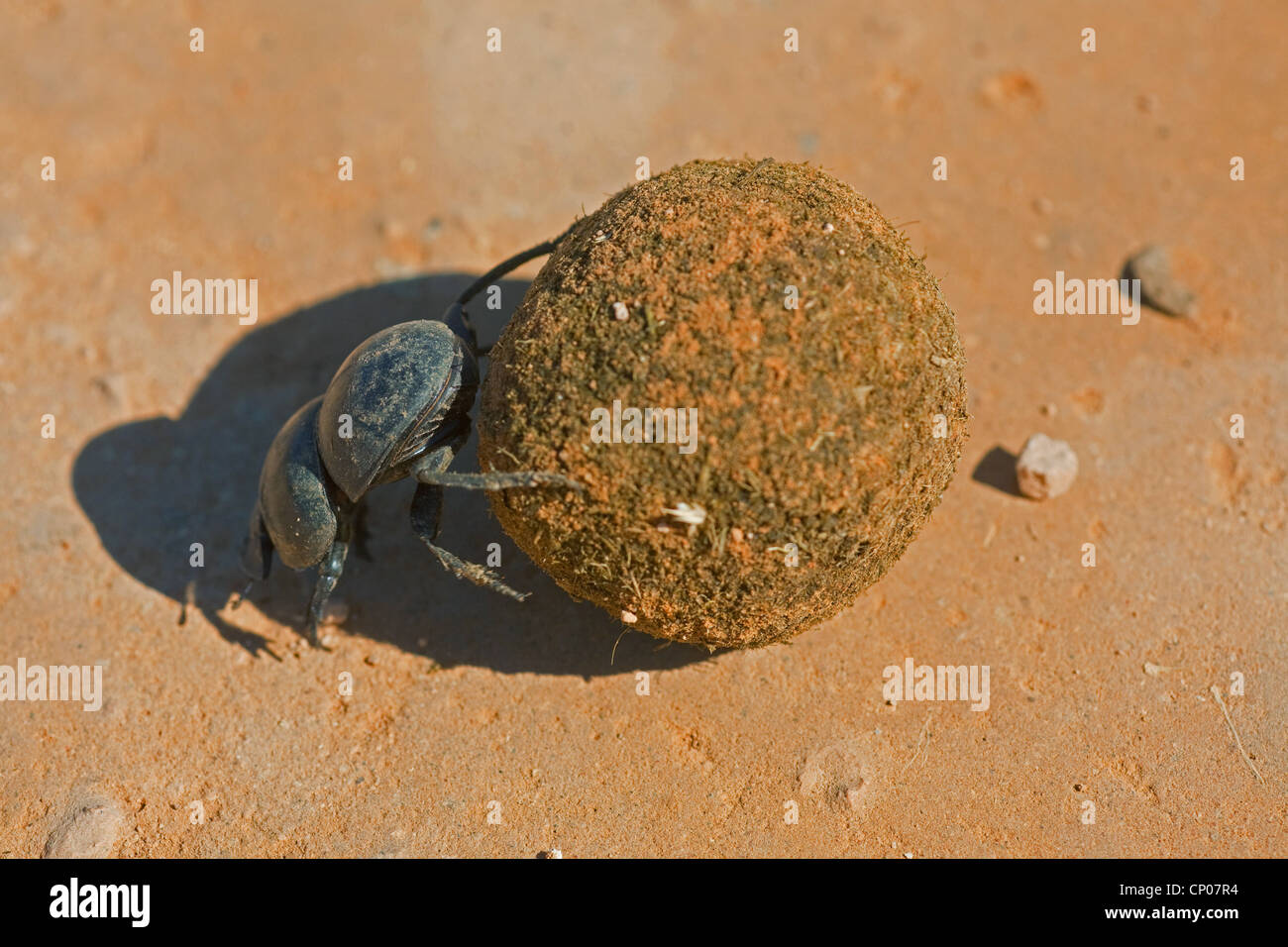 Flightless dung beetle (Circellium bacchus), rolling a dung ball, South ...