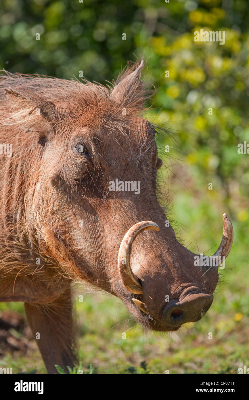 Cape warthog, Somali warthog, desert warthog (Phacochoerus aethiopicus ...