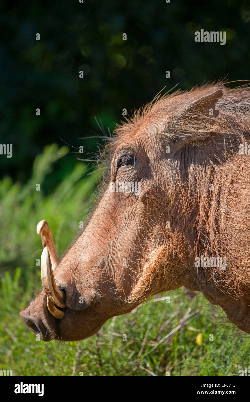 Cape warthog, Somali warthog, desert warthog (Phacochoerus aethiopicus ...
