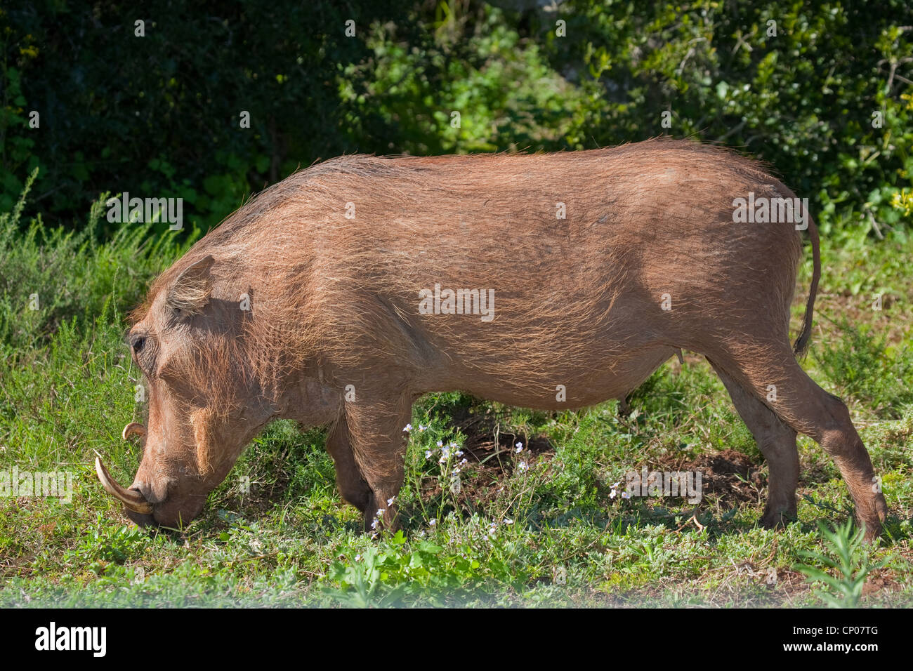 Cape warthog, Somali warthog, desert warthog (Phacochoerus aethiopicus ...
