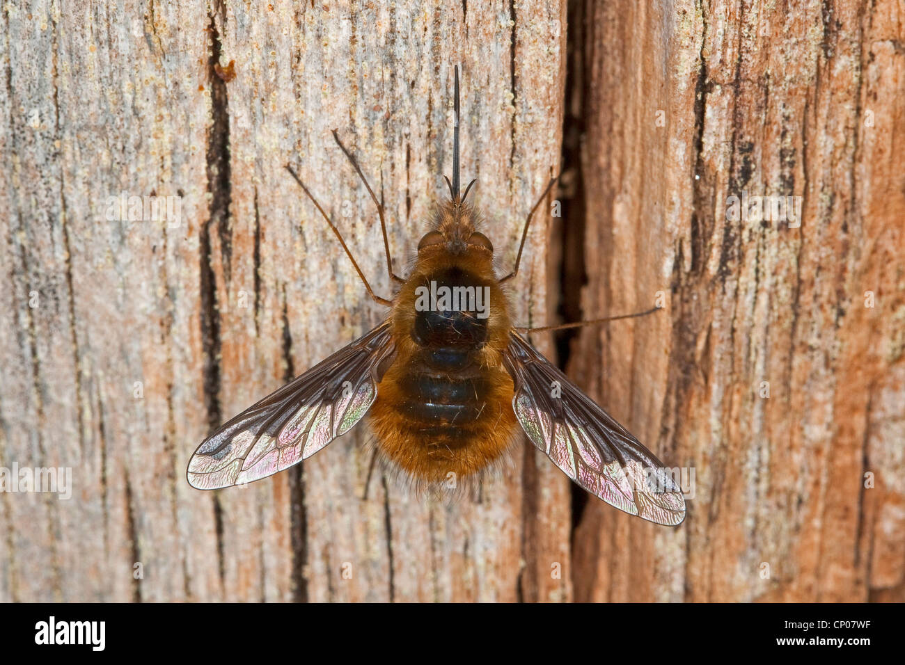 Large bee fly (Bombylius major), with long sucker, Germany Stock Photo ...