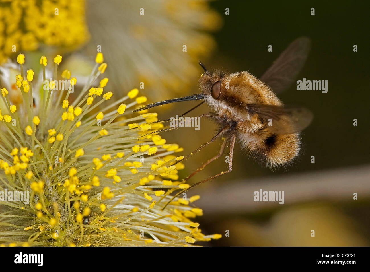 Large bee fly (Bombylius major), at willow, Salix caprea, Germany Stock ...
