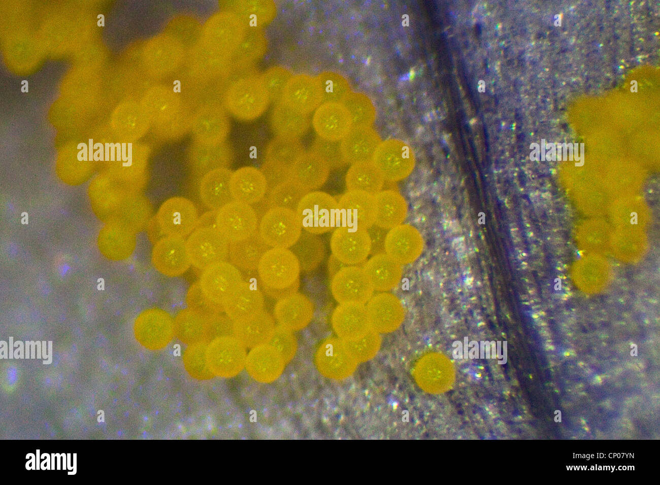 Pollen balls hi-res stock photography and images - Alamy