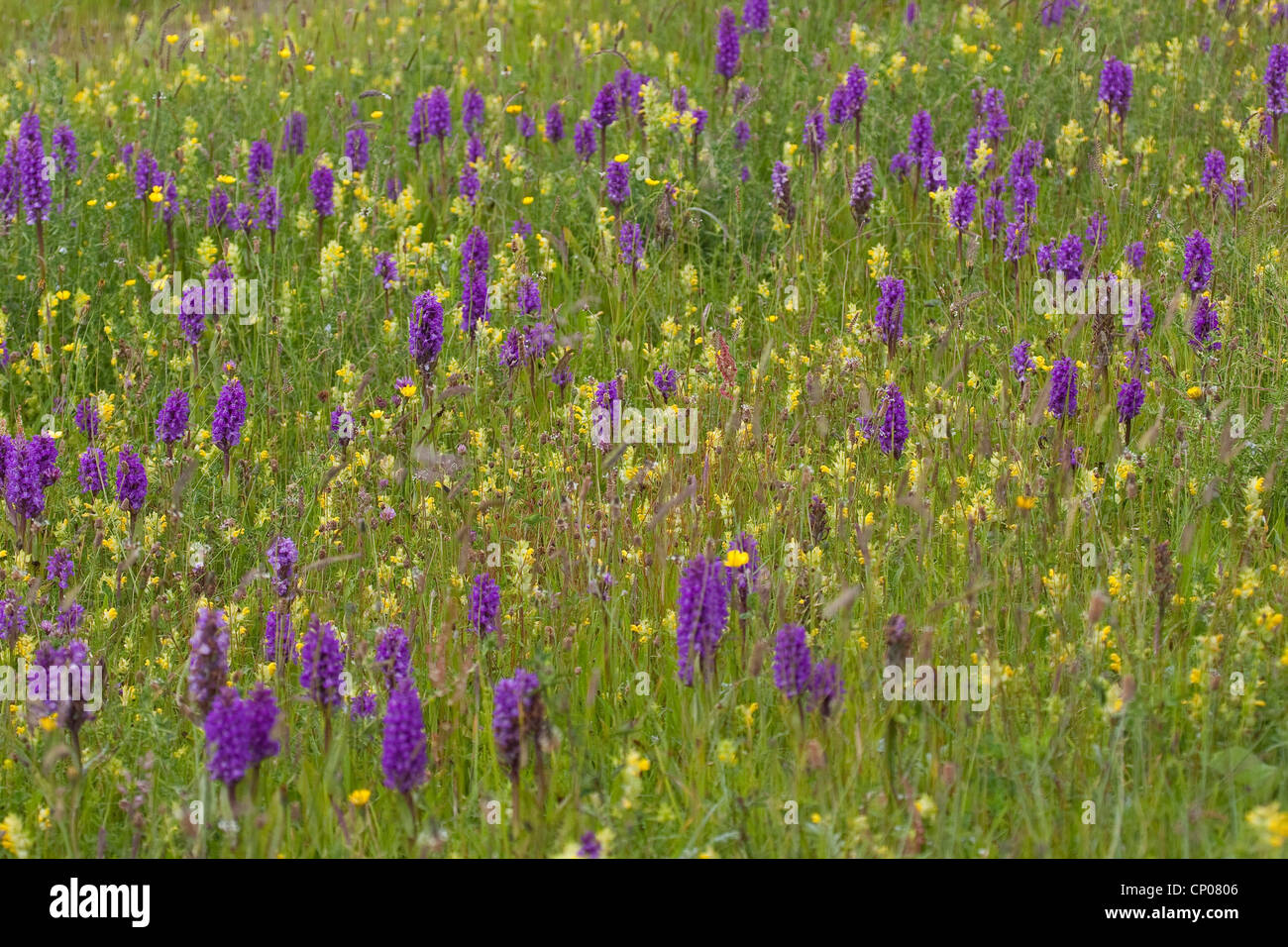 Yellow rattle meadow hi-res stock photography and images - Alamy