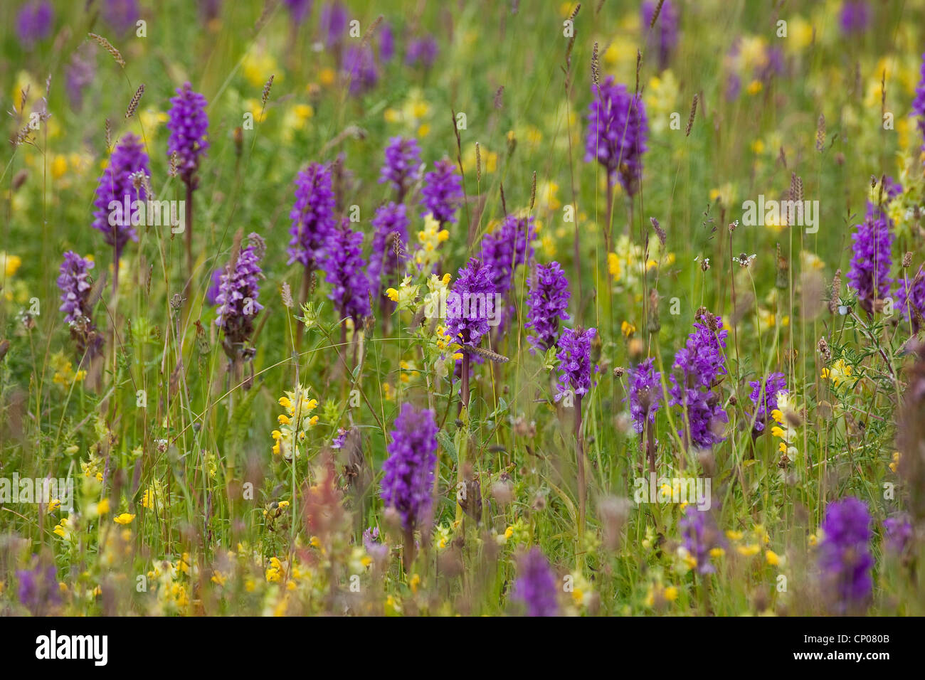 orchid meadow with Dactylorhiza and yellow-rattle, Germany Stock Photo ...