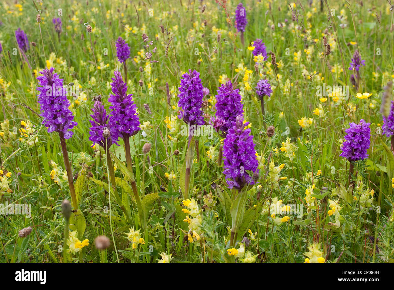 orchid meadow with Dactylorhiza and yellow-rattle, Germany Stock Photo ...