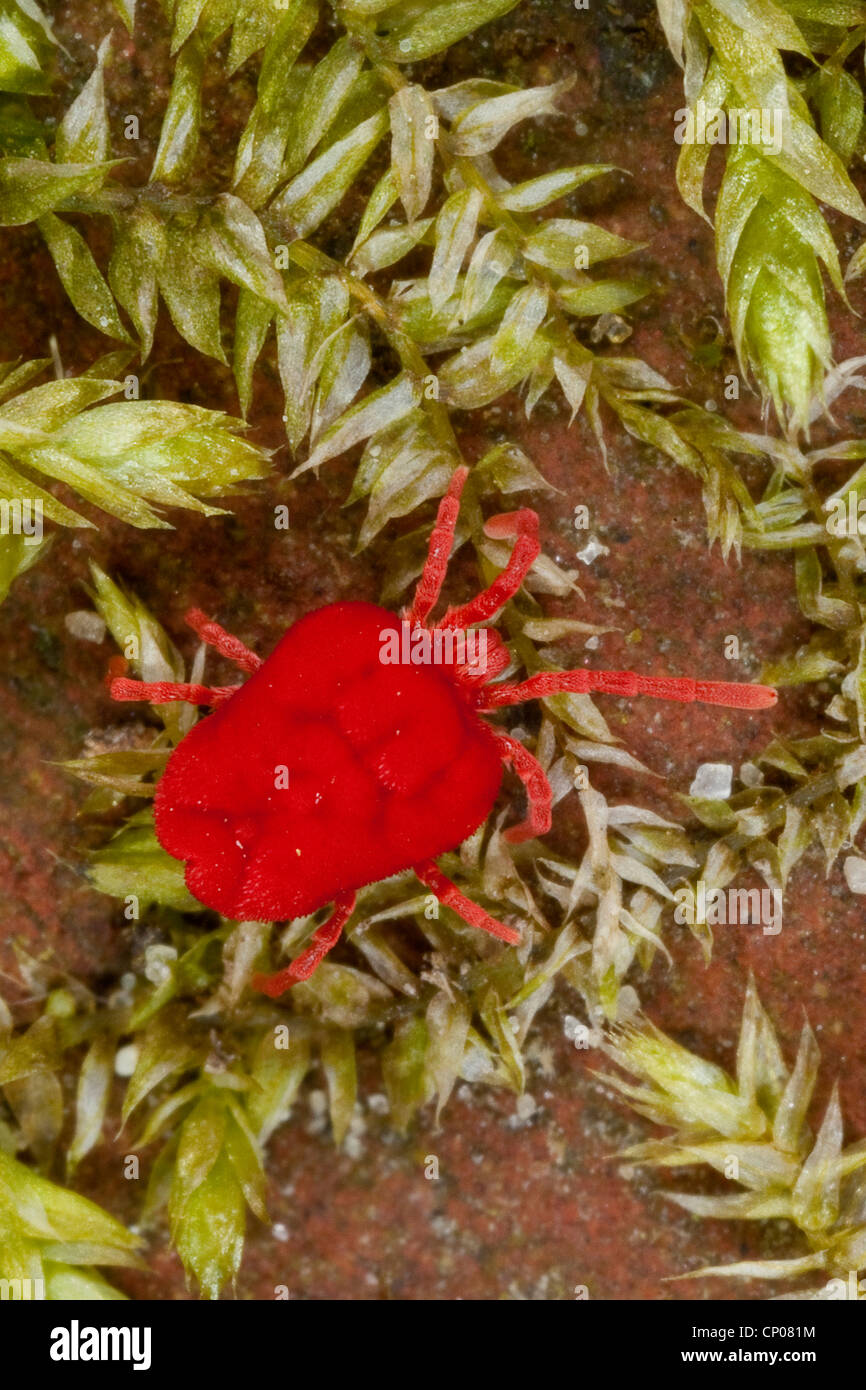 Velvet mite, Red mite, Velvet mites (Trombidium spec., Trombidium cf ...