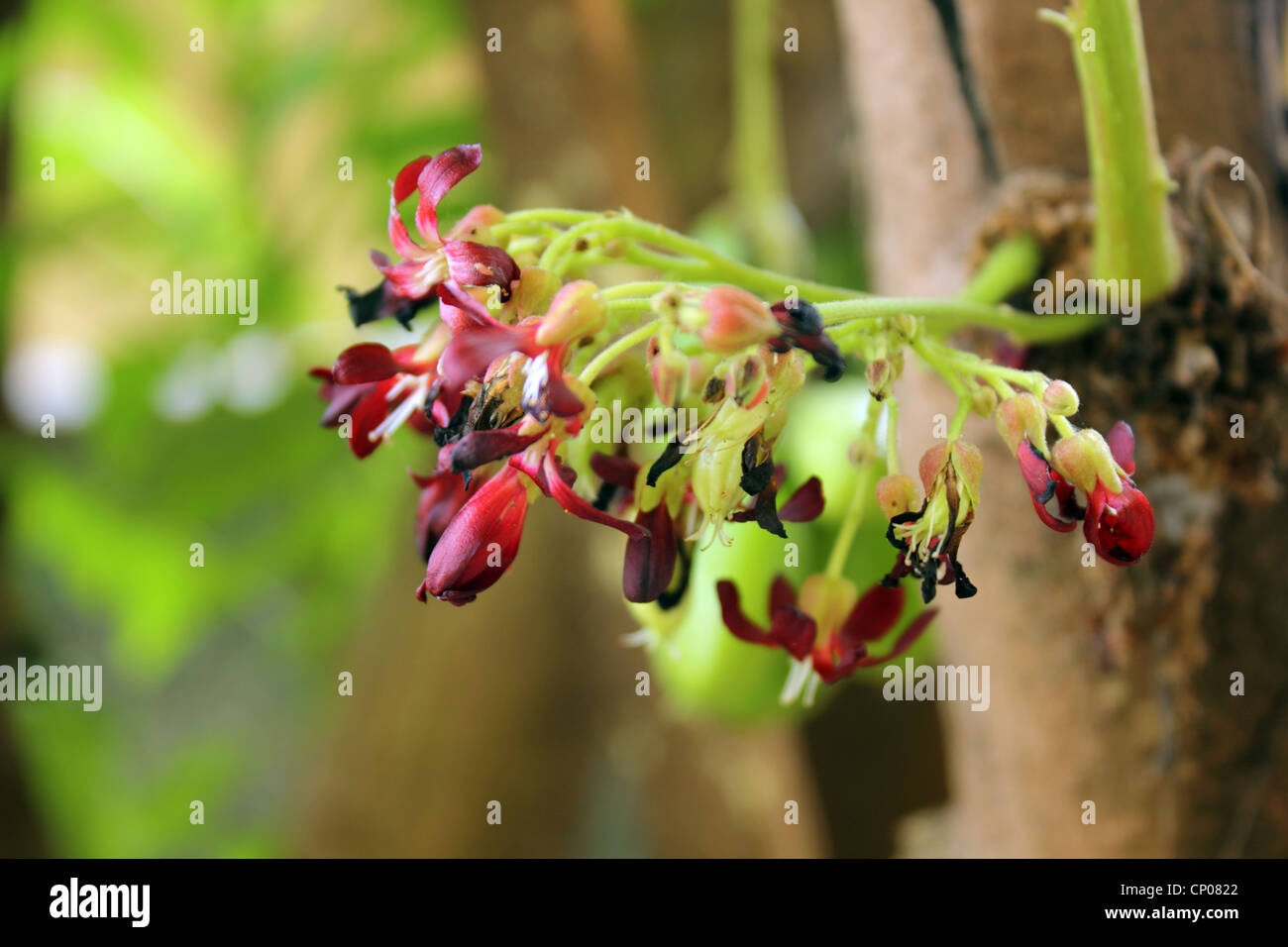 Averrhoa bilimbi commonly known as bilimbi cucumber tree or tree sorrel ...