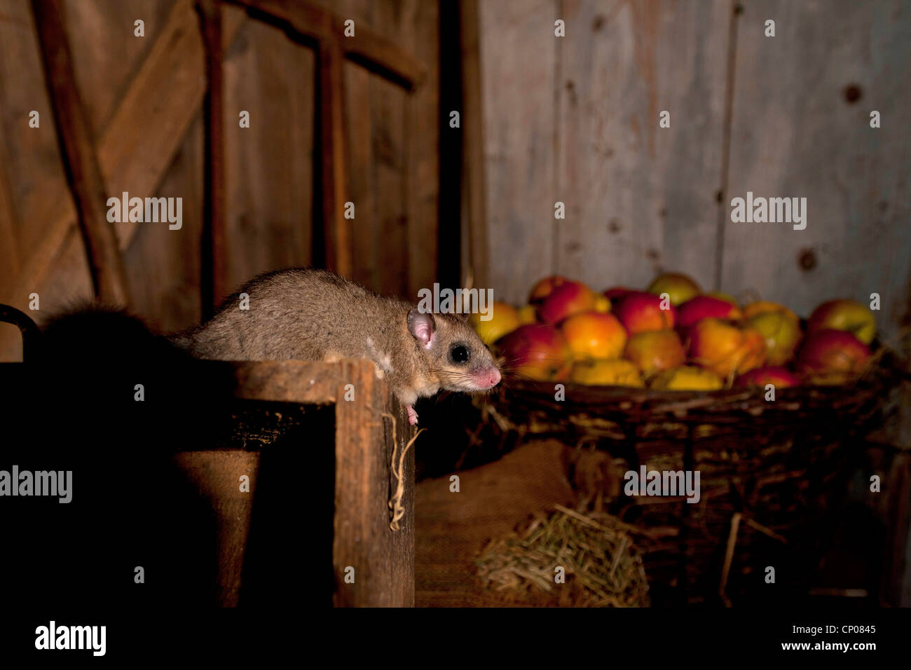 edible dormouse, edible commoner dormouse, fat dormouse, squirrel ...
