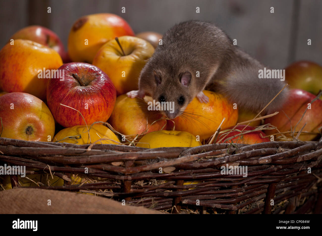 edible dormouse, edible commoner dormouse, fat dormouse, squirrel ...