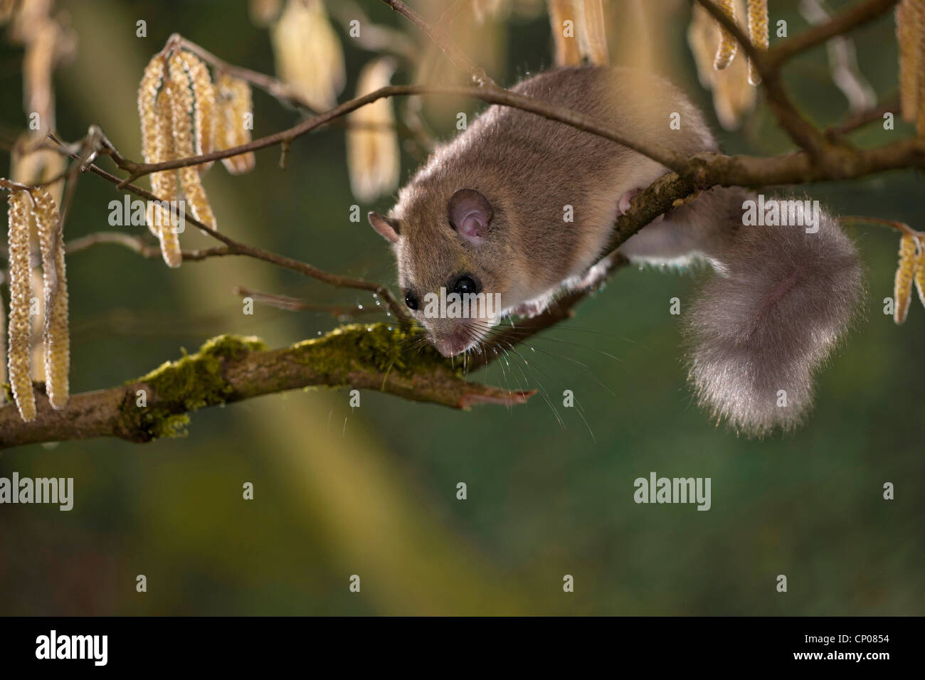 edible dormouse, edible commoner dormouse, fat dormouse, squirrel ...