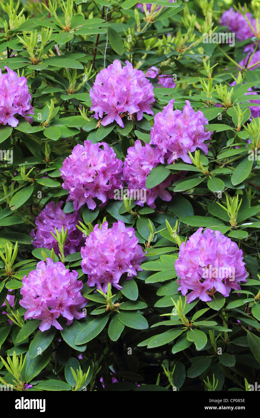 Catawba rhododendron, Catawba rose bay (Rhododendron catawbiense ...