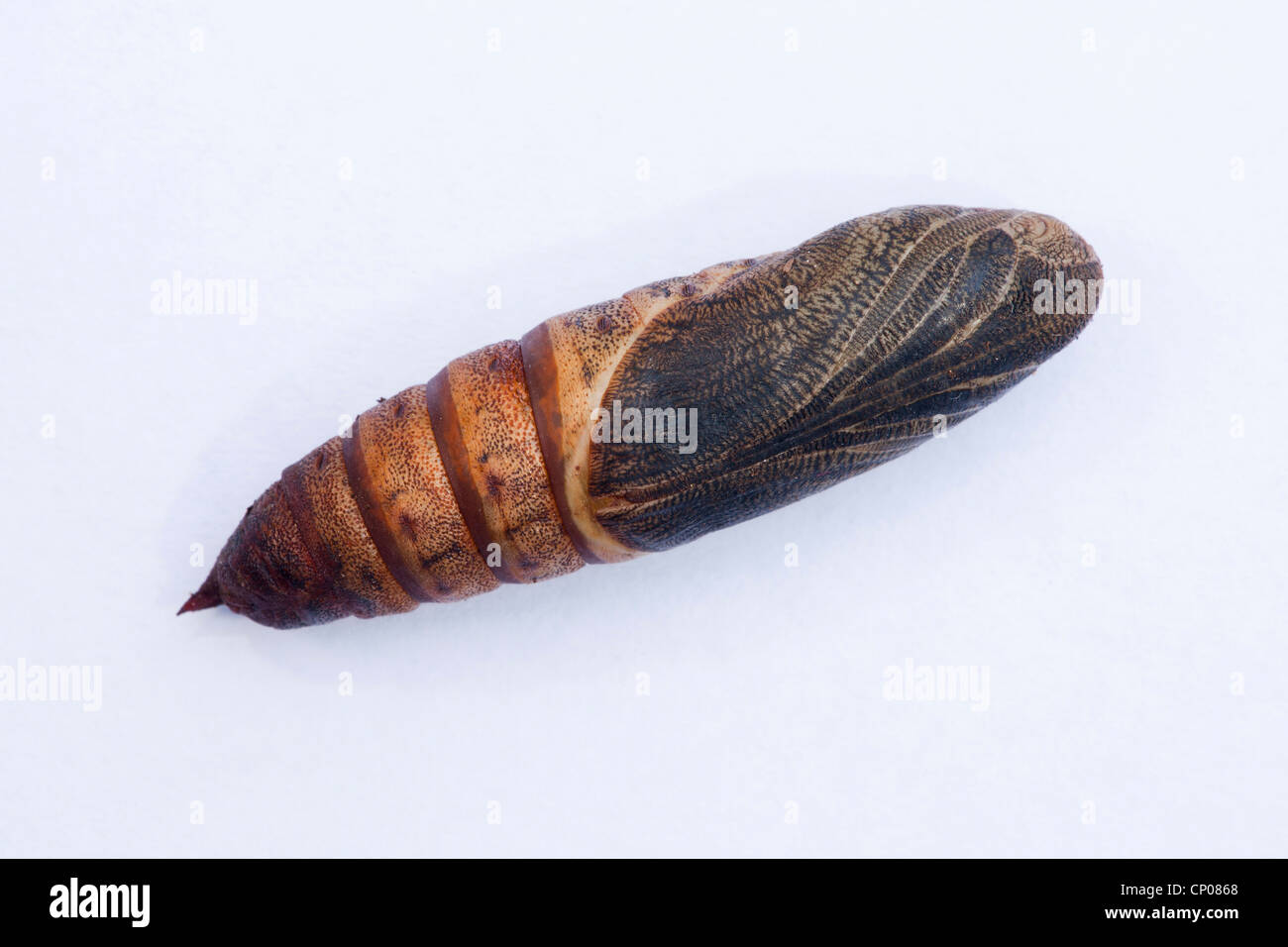spurge hawkmoth (Hyles euphorbiae, Celerio euphorbiae), pupa, cutout ...