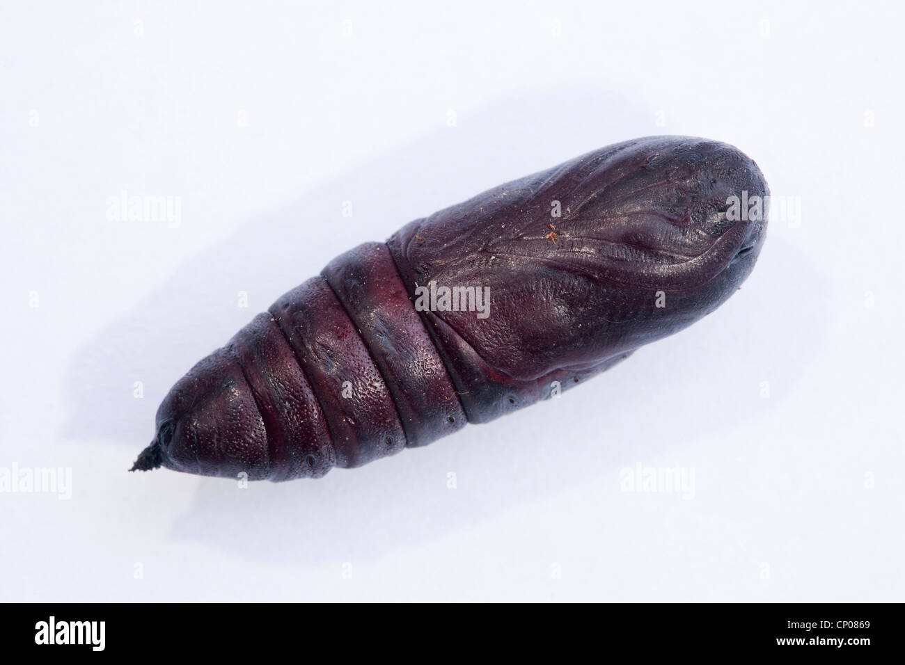 White cut outs cut out cut outs cutout cutouts cutted out animal hi-res ...