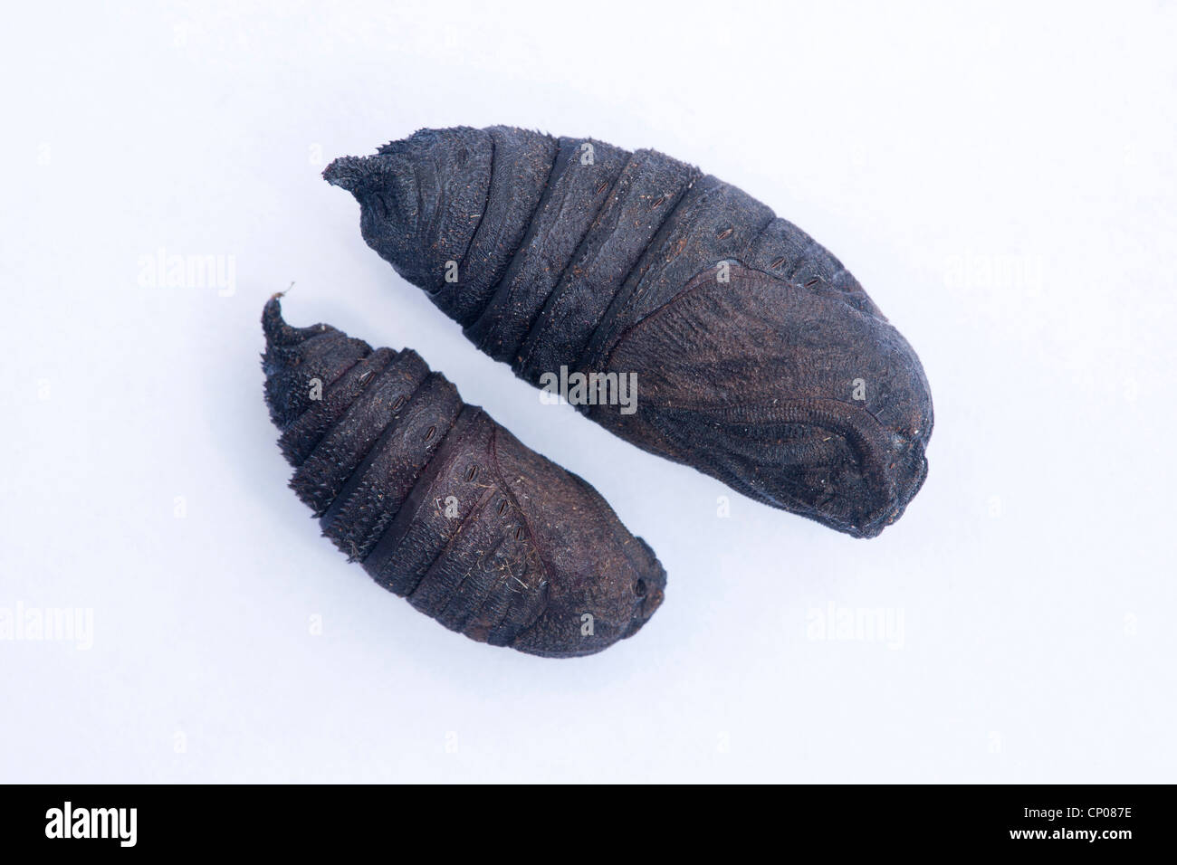 Tau emperor (aglia tau) hi-res stock photography and images - Alamy