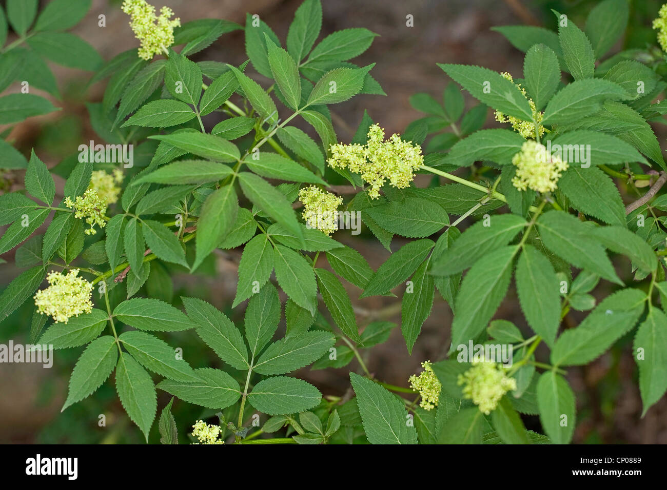European red elder (Sambucus racemosa), blooming, Germany Stock Photo ...