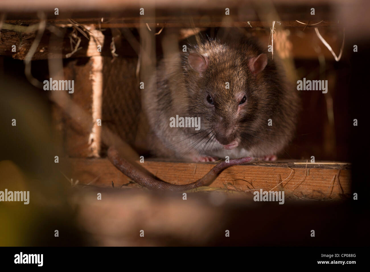 Brown rat, Common brown rat, Norway rat, Common rat (Rattus norvegicus ...