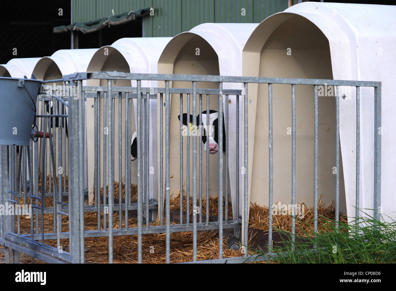 Calves in boxes hi-res stock photography and images - Alamy