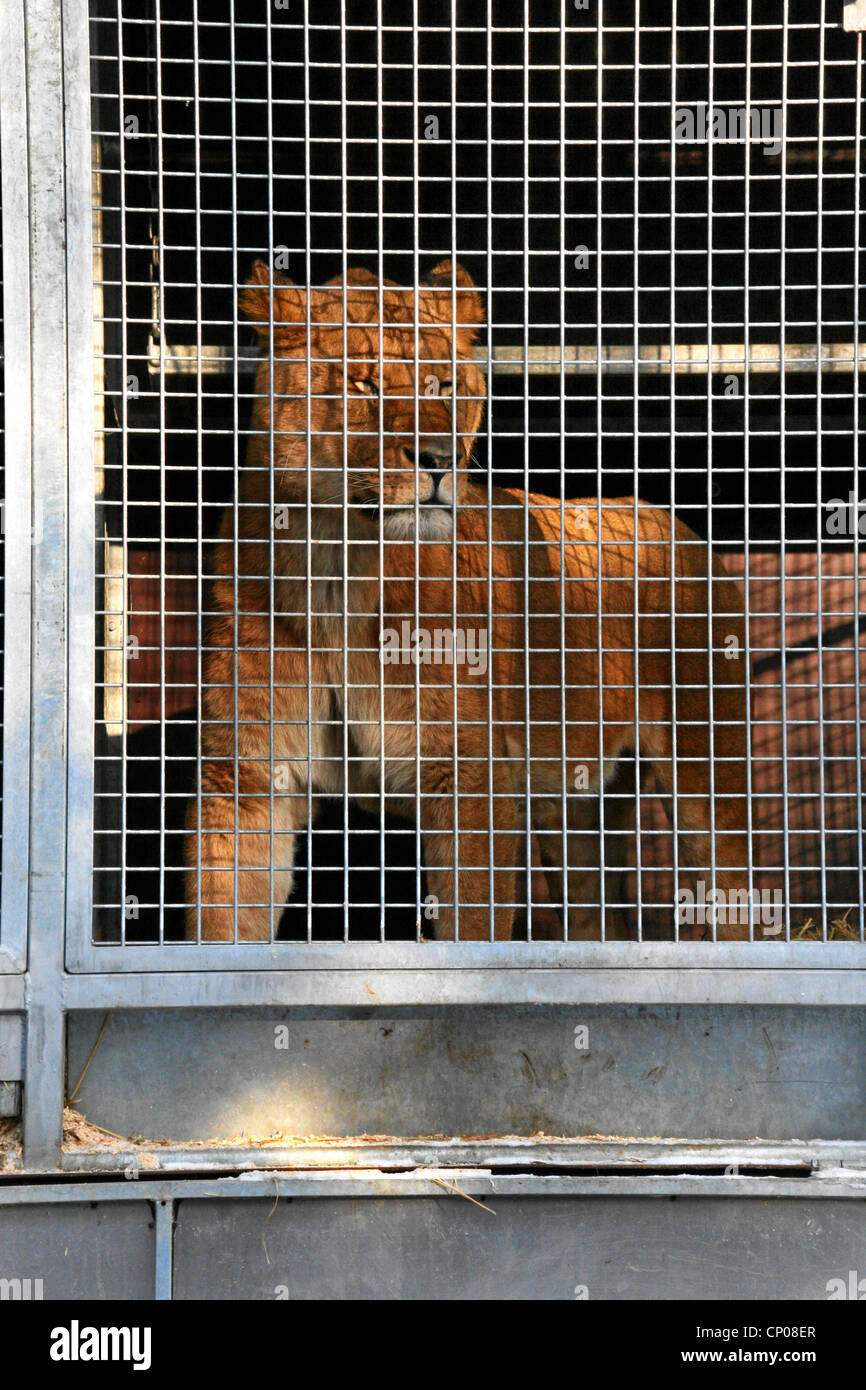 Keeping wild animals hi-res stock photography and images - Alamy