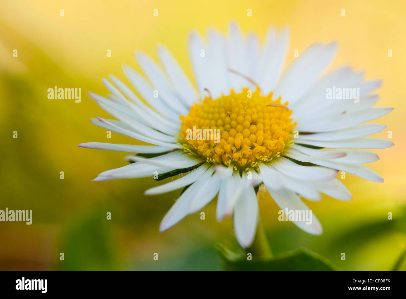 common daisy, lawn daisy, English daisy (Bellis perennis), flower ...