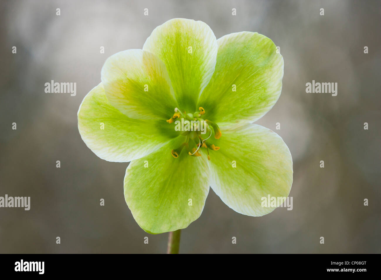Black hellebore flower hi-res stock photography and images - Alamy