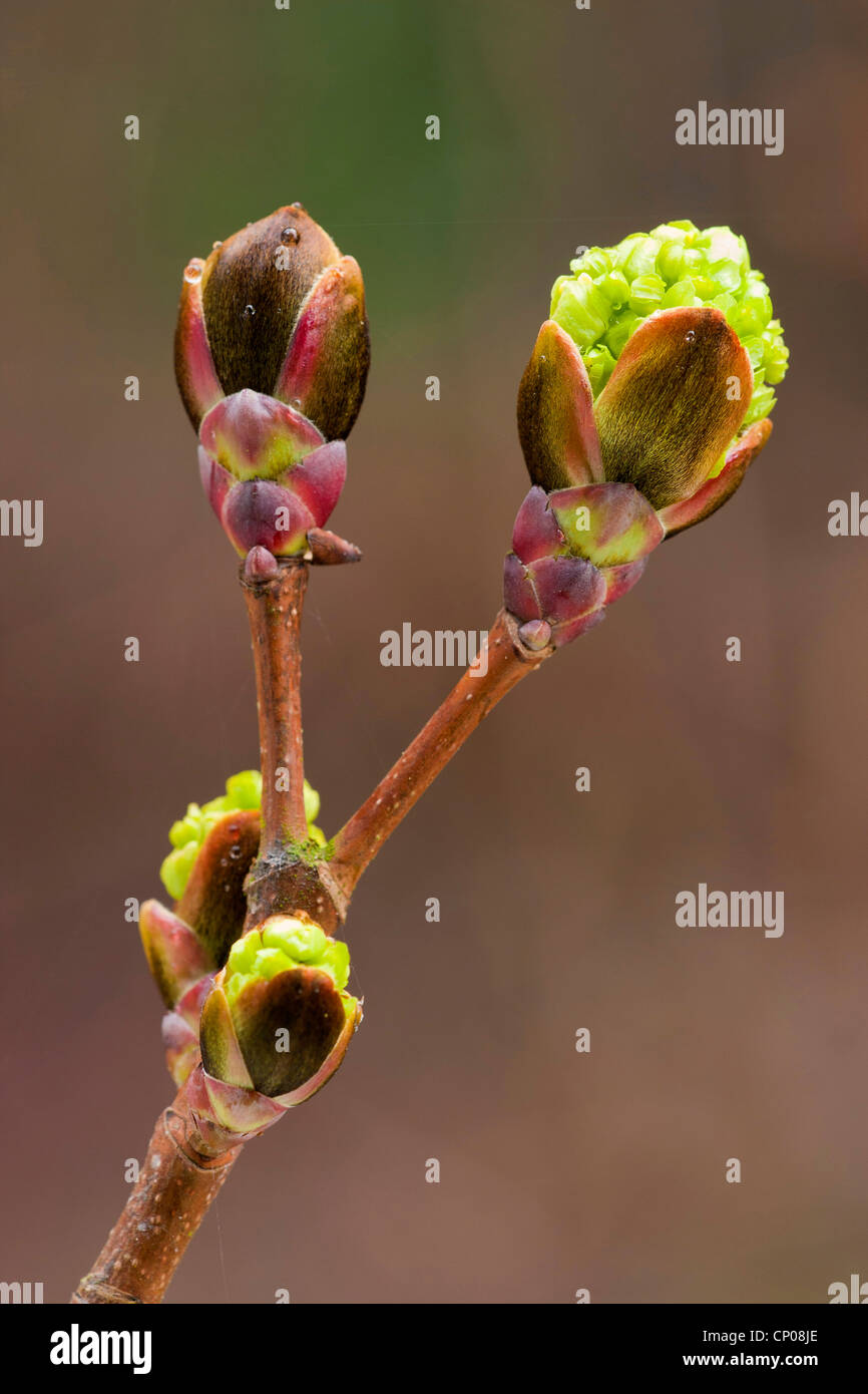 Norway maple (Acer platanoides), opening of flower buds, Germany Stock ...