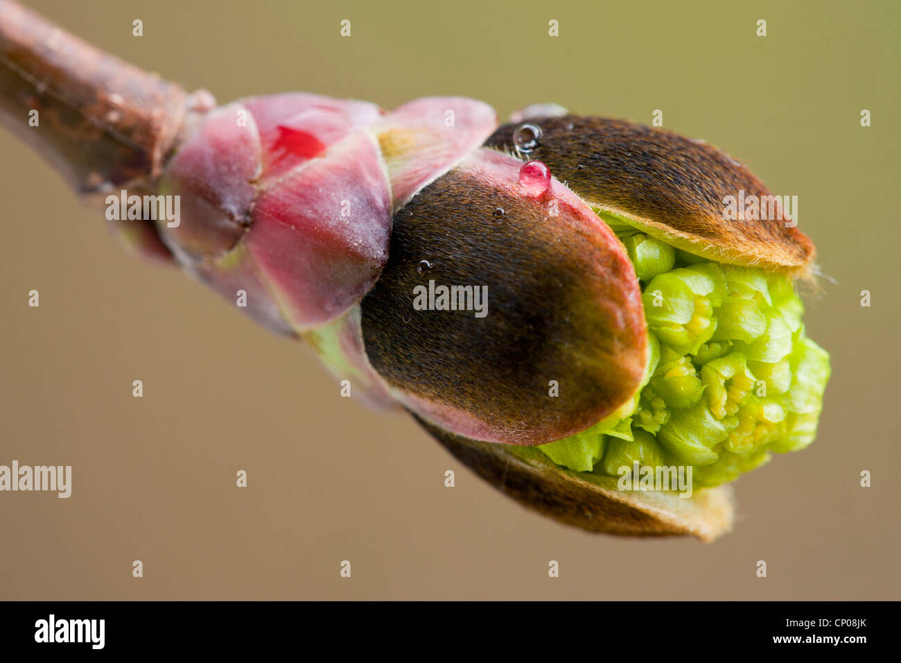 Norway maple (Acer platanoides), opening of flower buds, Germany Stock ...
