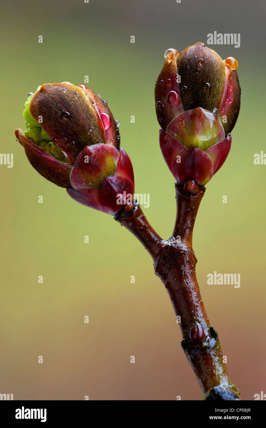 Norway maple (Acer platanoides), opening of flower buds, Germany Stock ...