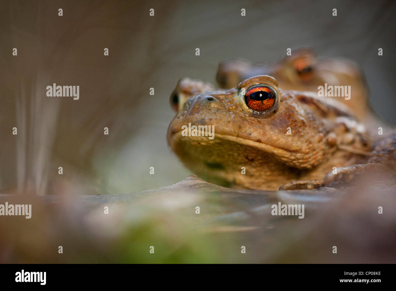Common Toads Pair High Resolution Stock Photography and Images - Alamy
