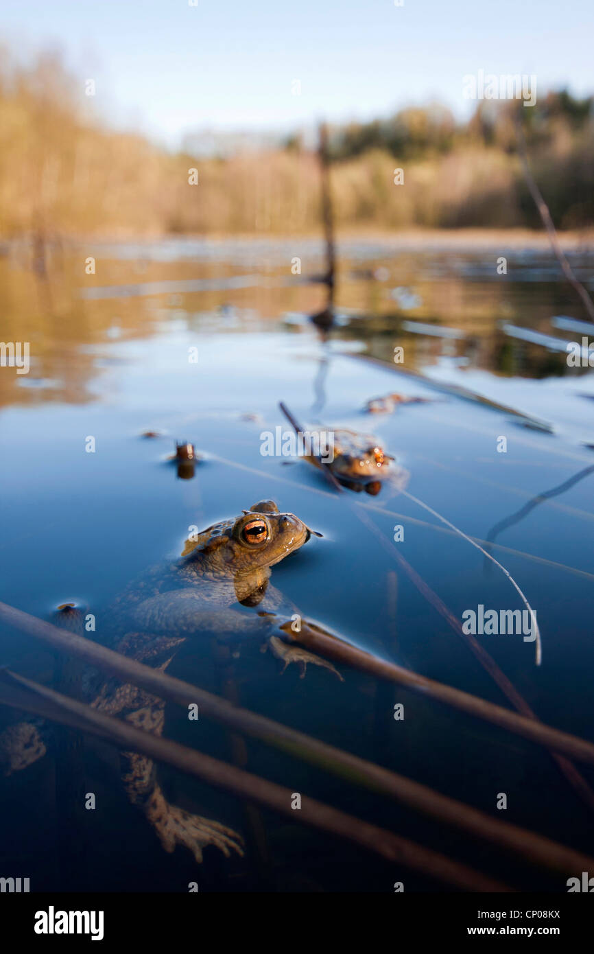 Common Toads Pair High Resolution Stock Photography and Images - Alamy
