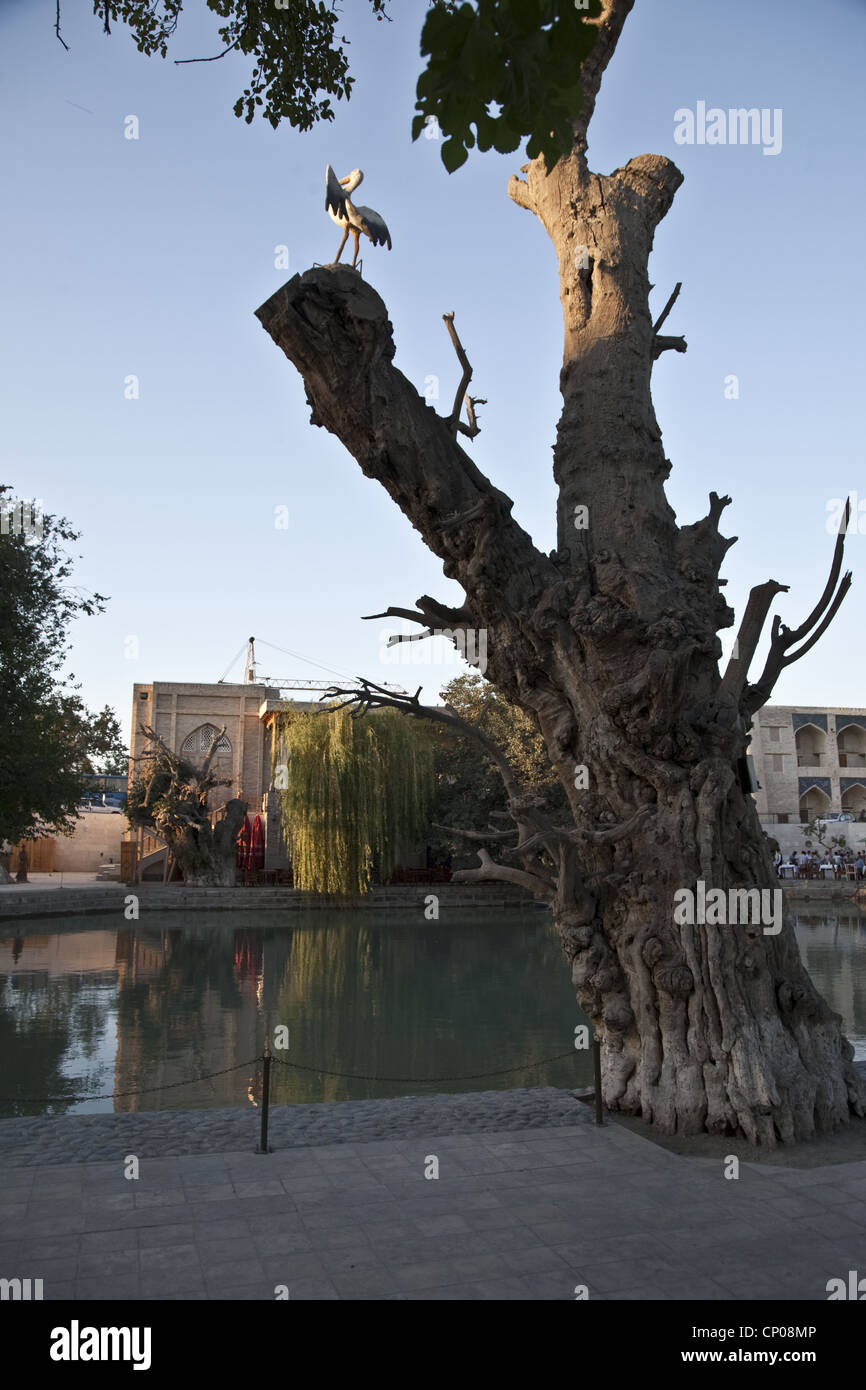 Ancient Mulberry tree around the Tajik (pool) in Bukhara Stock Photo ...
