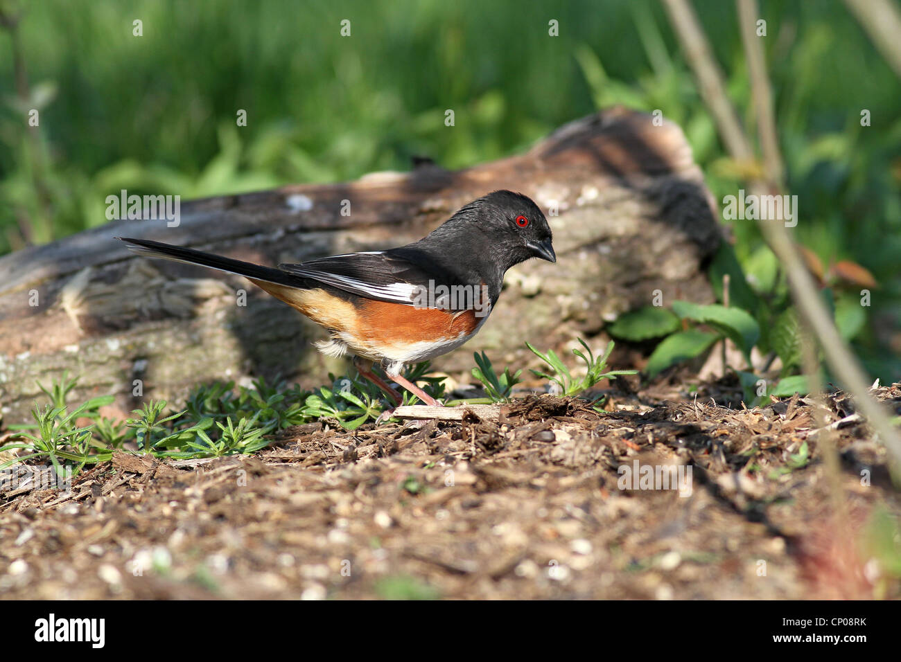 Rufous sided towhee hi-res stock photography and images - Alamy