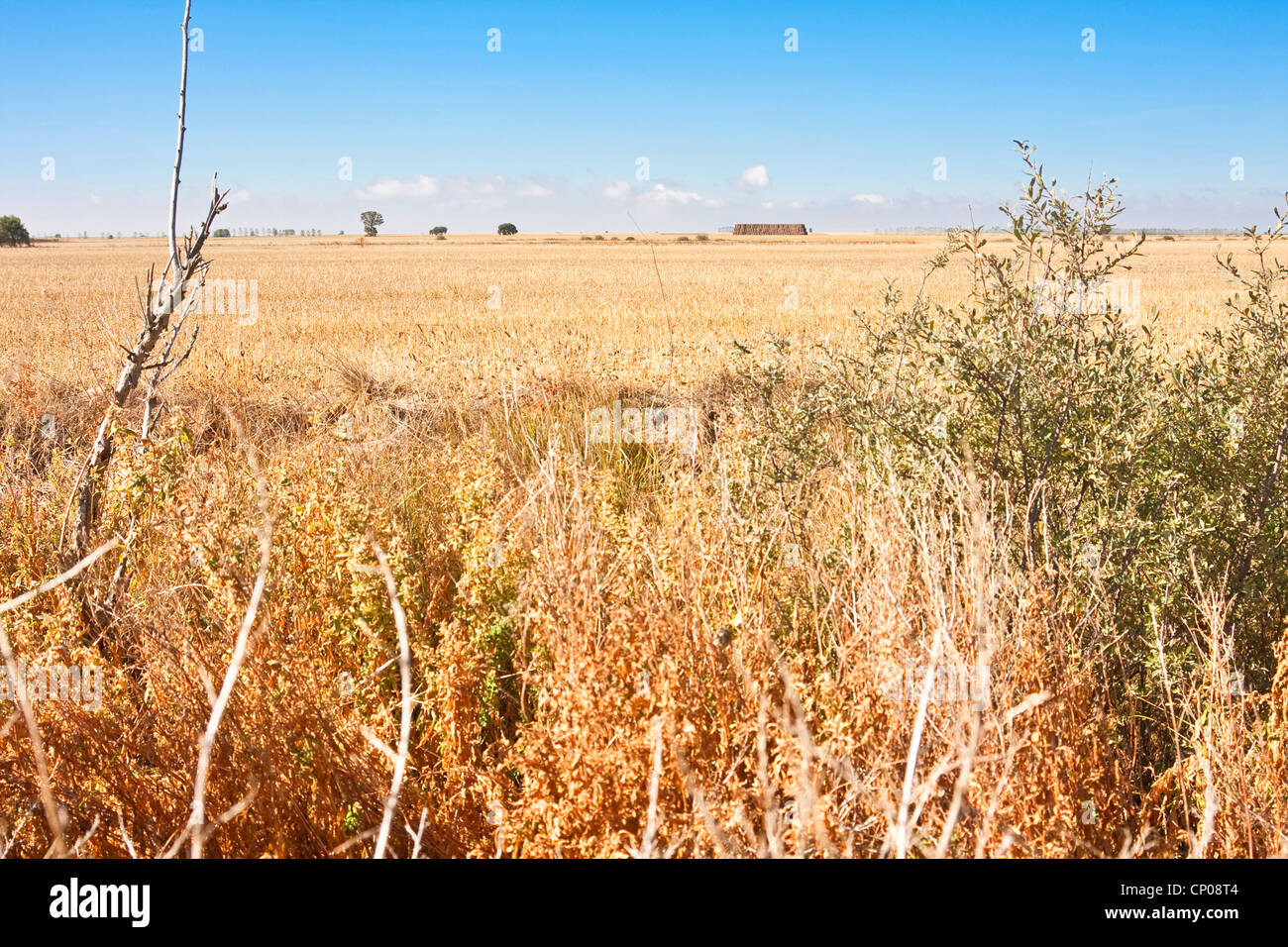dried vegetation at the Way of St James between Carri n de los Condes ...
