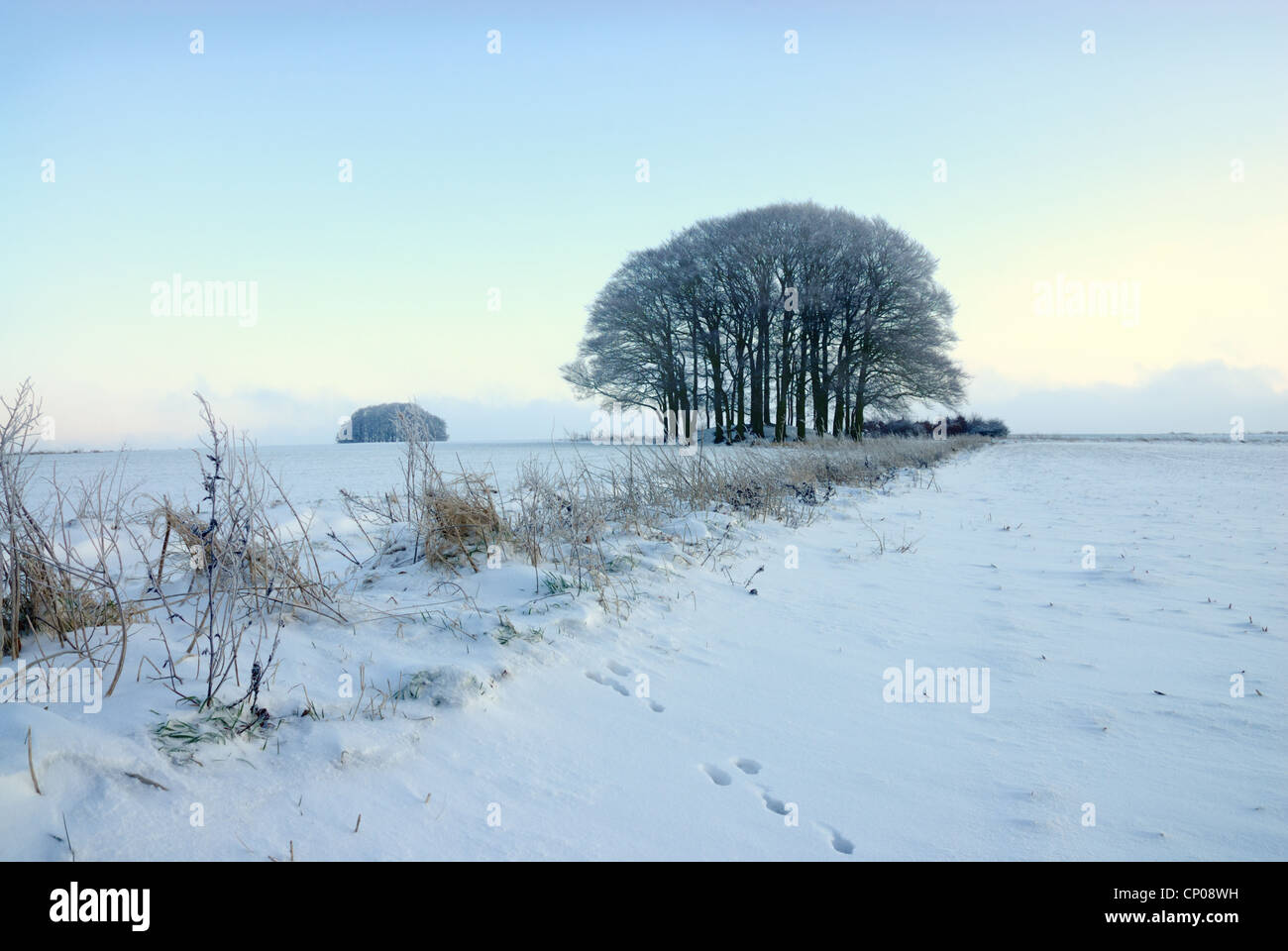 Winter morning scene on the Marlborough Downs with fresh windswept snow ...