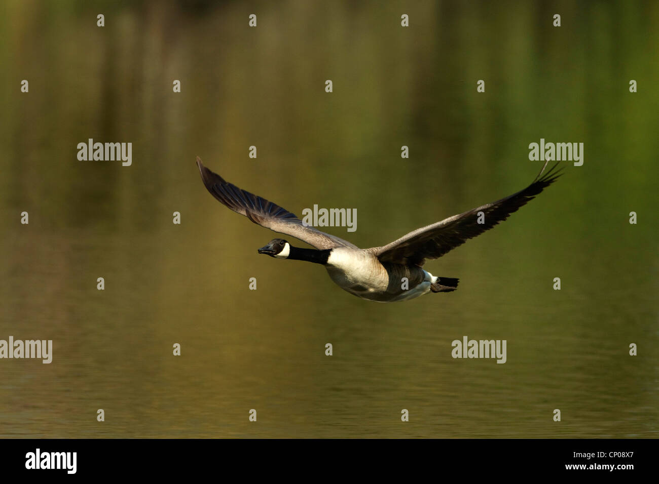 Canada geese flying over water hi-res stock photography and images - Alamy