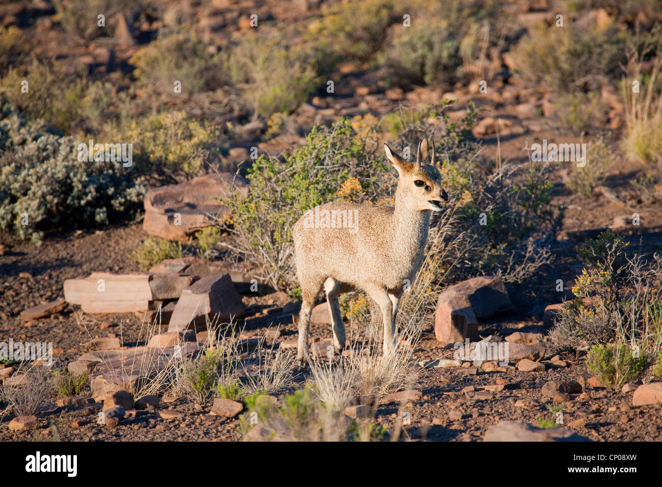 klippspringer (Oreotragus oreotragus), in semi desert, South Africa ...