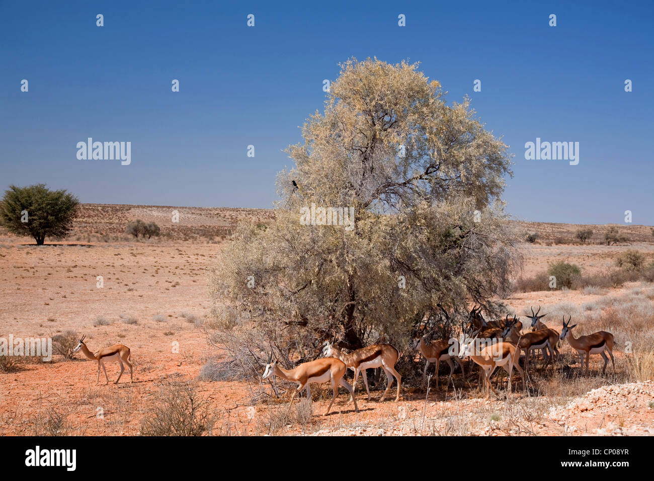 springbuck, springbok (Antidorcas marsupialis), group under a tree ...