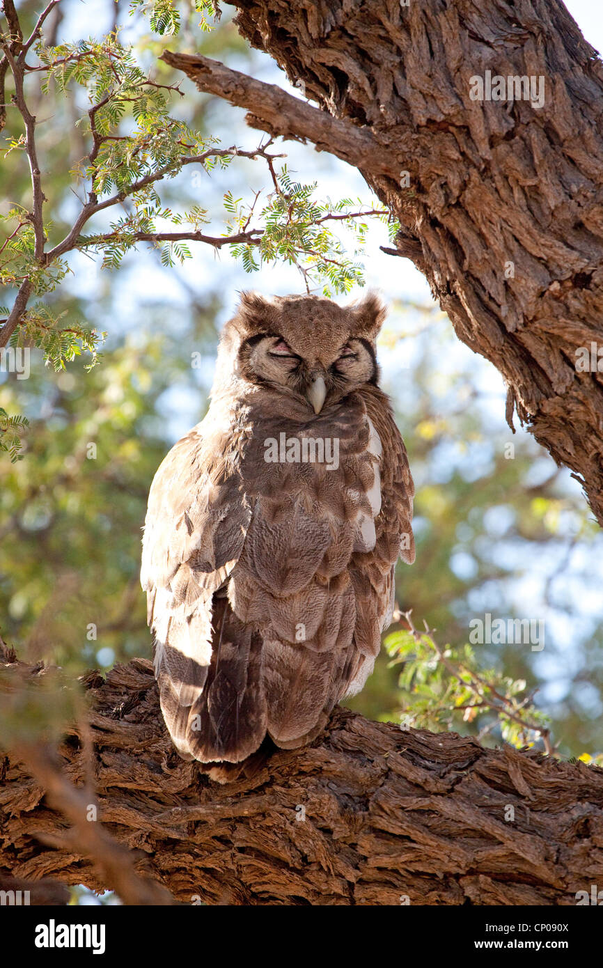 spotted eagle owl (Bubo africanus), sleeping in a tree, South Africa ...