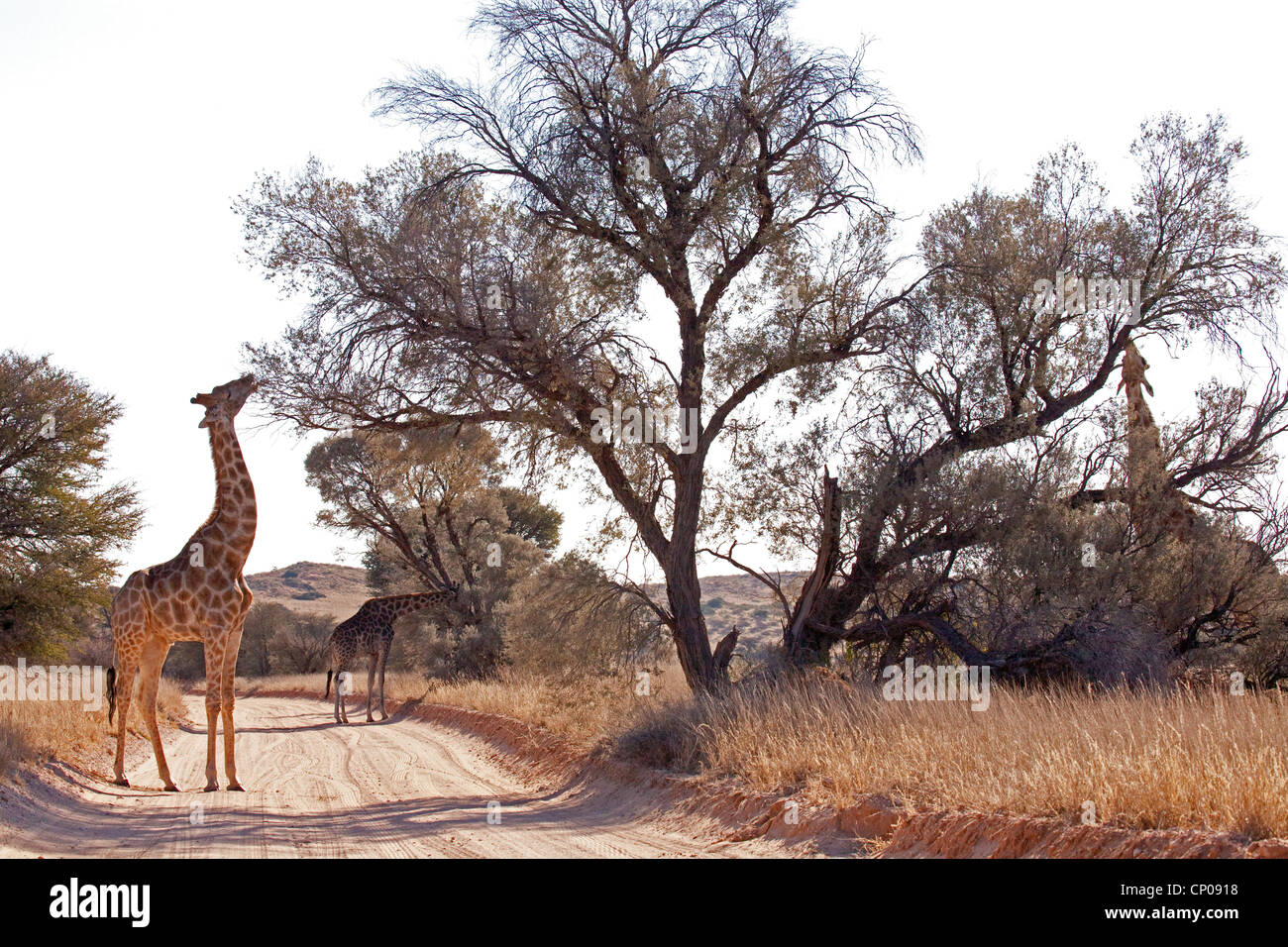 Cape giraffe (Giraffa camelopardalis giraffa), giraffes browsing at a ...