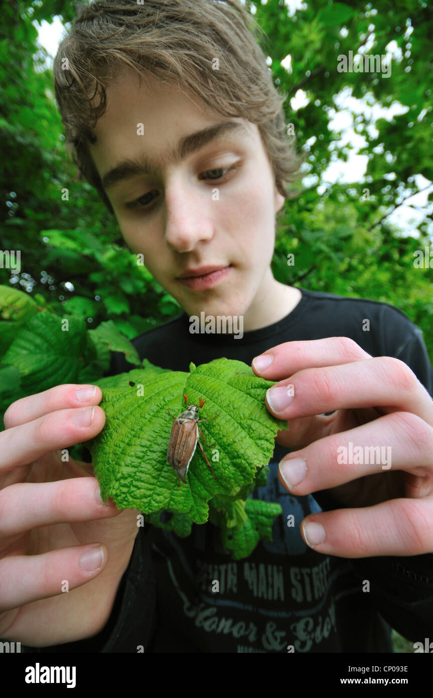 common cockchafer, maybug (Melolontha melolontha), boy watching a ...