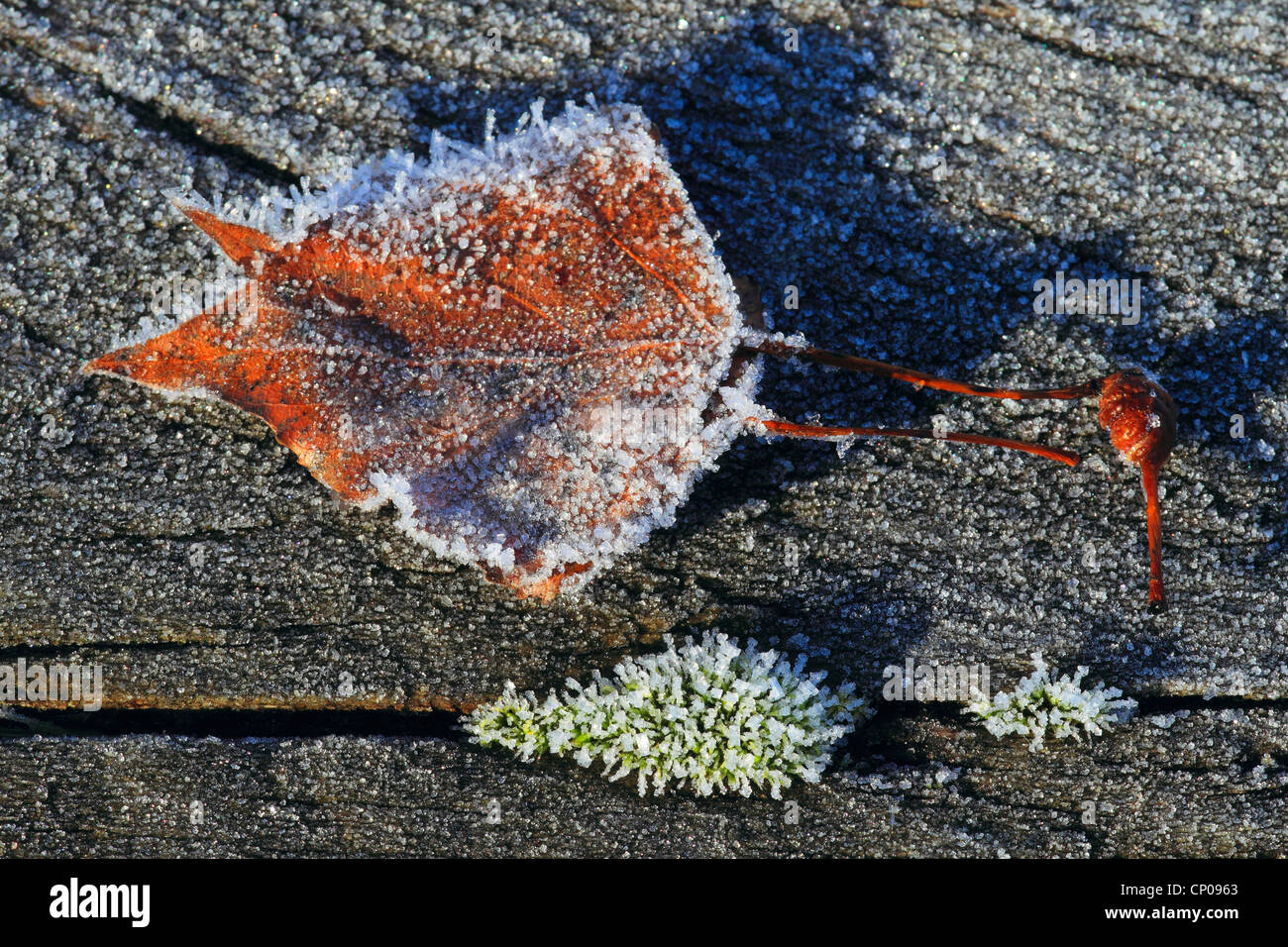 Hoar layer hi-res stock photography and images - Alamy